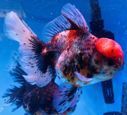 King Koi & Goldfish - Same Day Service Available - Updated April 2025 ...