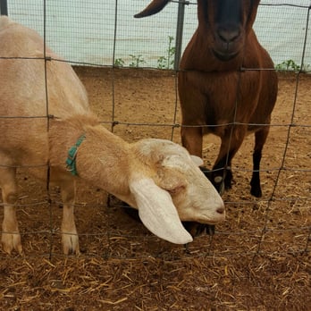 PEZZA FARM AND GARDEN CENTER - Updated January 2025 - 64 Photos & 16 ...