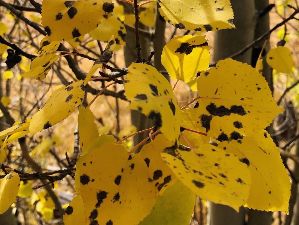 PINGREE PARK CAMPUS COLORADO STATE - 16321 Pingree Park Rd, Bellvue ...