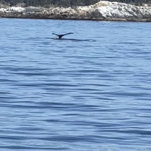 PUGET SOUND EXPRESS - 101 Photos & 42 Reviews - 459 Admiral Way ...