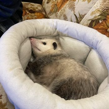 THE INSECT ASYLUM - Updated December 2025 - 65 Photos & 15 Reviews ...