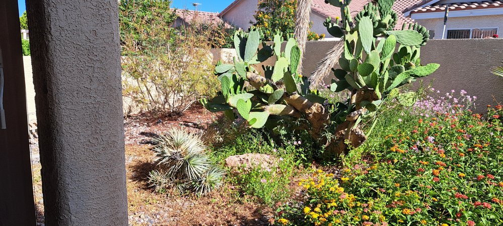 JR LANDSCAPING - Updated February 2025 - 48 Photos - Las Vegas, Nevada ...
