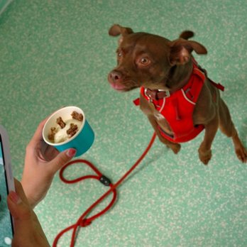 SALTY PAWS - Updated October 2025 - 69 Photos & 22 Reviews - 121 N ...