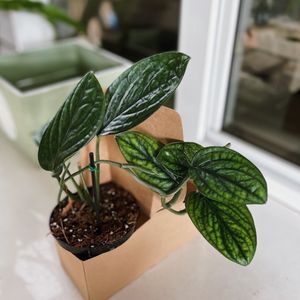 JESSE DURKO’S NURSERY - Updated June 2025 - 114 Photos & 45 Reviews ...