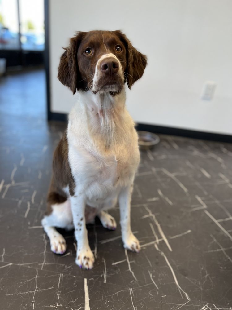 FURSACE GROOMING SALON - Updated October 2025 - 37 Photos & 17 Reviews ...