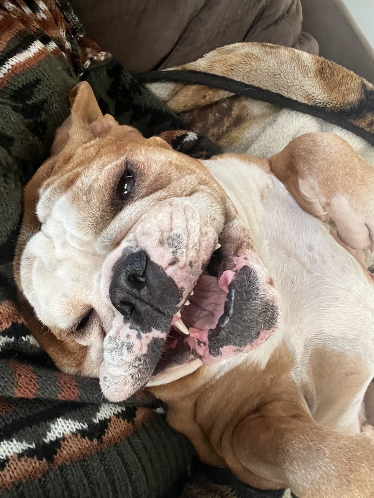 PRETTY PETS MOBILE GROOMING - Updated October 2025 - Rayland, Ohio ...