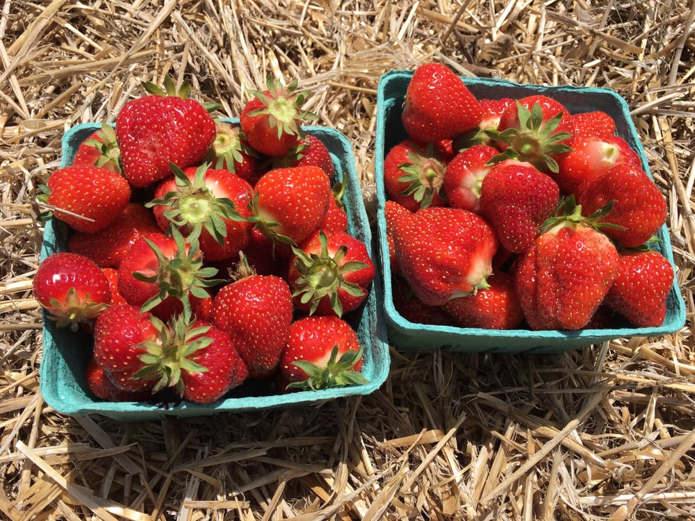 GRANTS BERRY PATCH - Updated September 2025 - 12 Photos - 188 Mell Rd ...