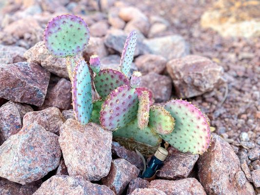ACACIA DEMONSTRATION GARDENS - Updated April 2026 - 134 Photos & 40 ...