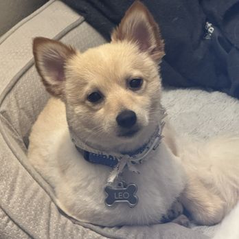 MUTT CUTTS DOG SPA - Updated August 2025 - 295 Photos & 304 Reviews ...