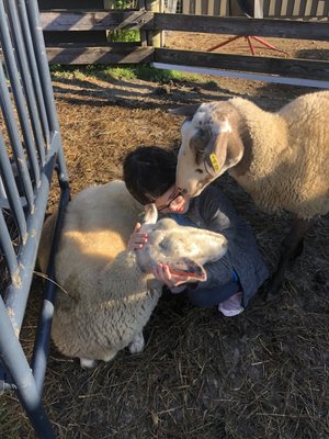 FAT SHEEP FARM AND CABINS - Updated July 2025 - 39 Photos & 15 Reviews ...