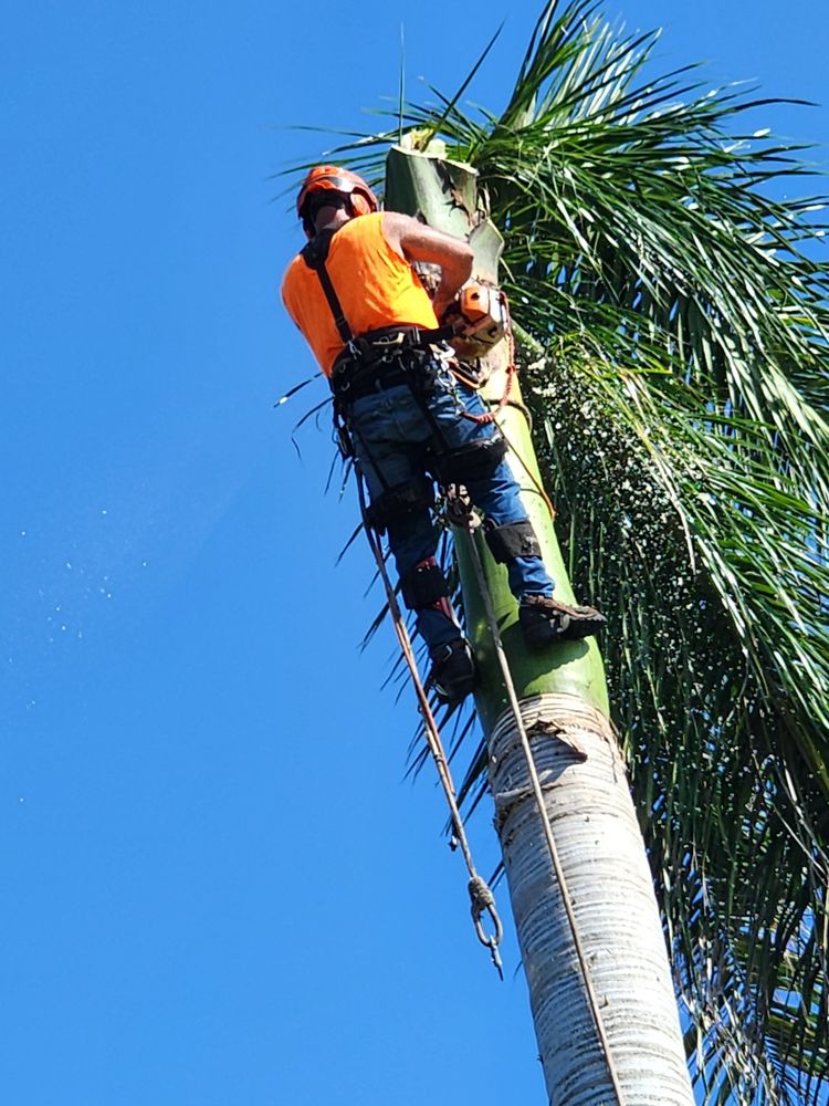 DAVIE FLORIDA TREE SERVICE - Updated January 2026 - Request a Quote ...