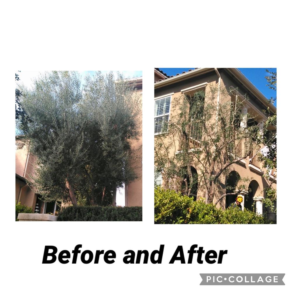 FINLEY’S TREE & LANDCARE - Updated March 2025 - 60 Photos & 20 Reviews ...