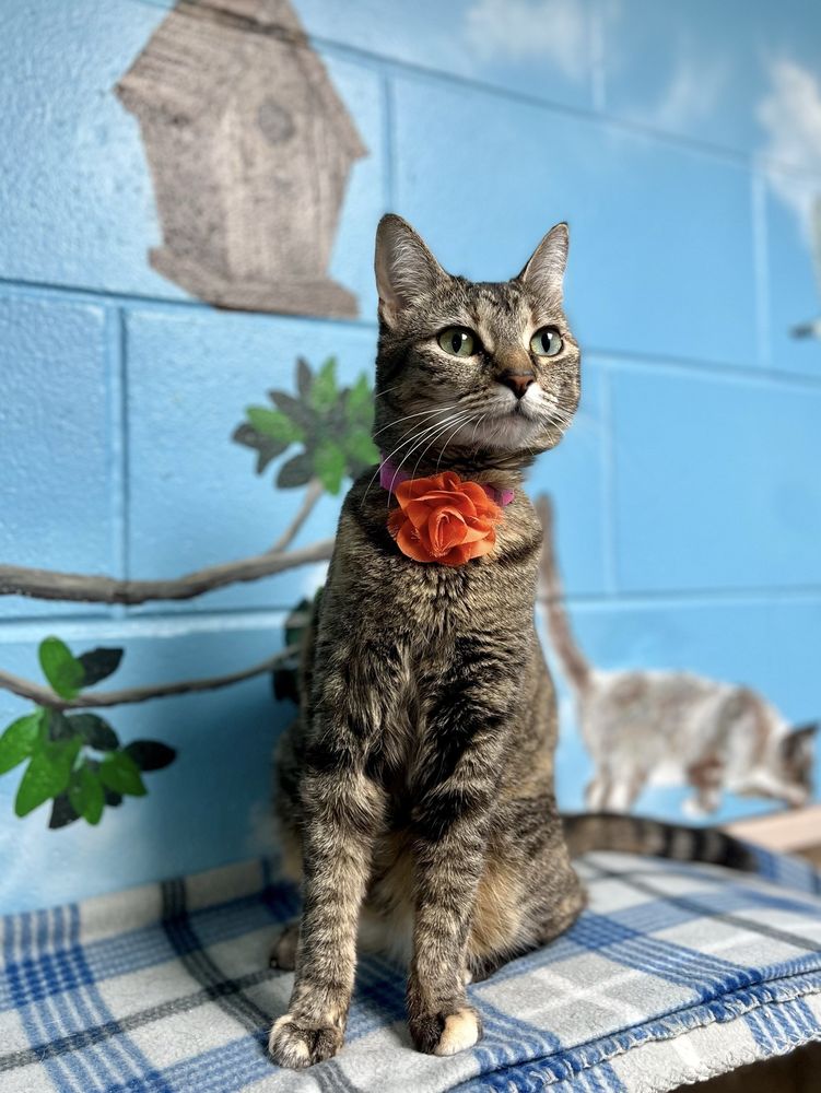 SPCA FLORIDA - Updated January 2026 - 90 Photos & 75 Reviews - 5850 ...