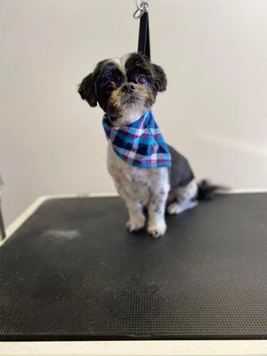 THE DOG PAWLOR - Updated January 2026 - 18 Railroad Ave, Chester, New ...