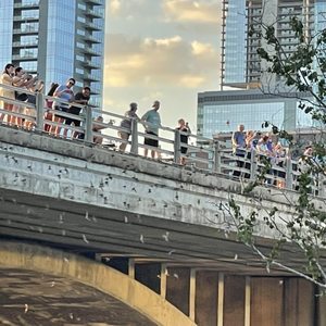 BATS UNDER THE CONGRESS AVENUE BRIDGE - 717 Photos & 499 Reviews - 100 ...