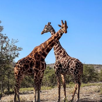 OX RANCH - Updated October 2025 - 109 Photos & 36 Reviews - 1946 ...