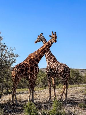 OX RANCH - Updated October 2025 - 109 Photos & 36 Reviews - 1946 ...