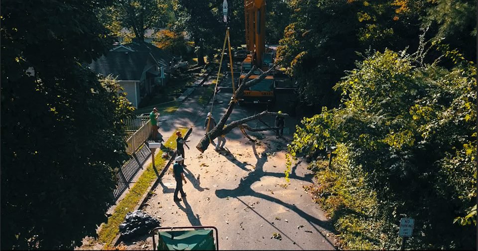 TREE WORX - Updated June 2024 - 2609 Belle Arbor Ave, Chattanooga ...