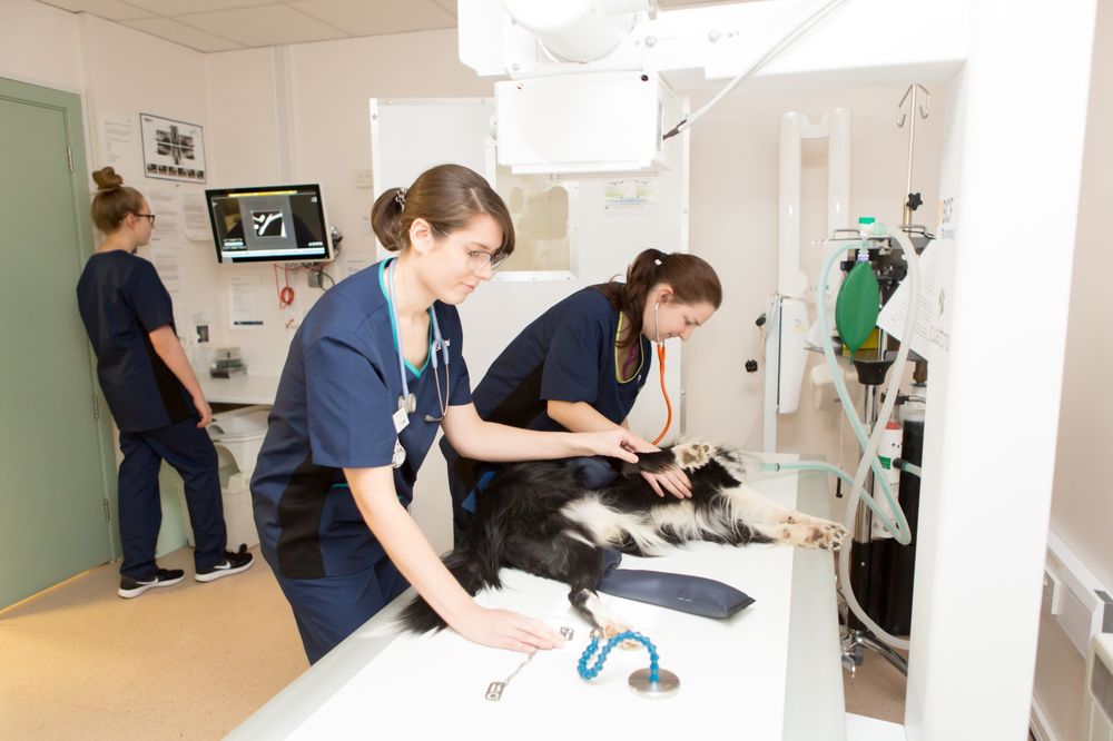 VETS NOW NOTTINGHAM - 581 Radford Road, Nottingham, United Kingdom - Yelp