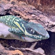 ANIMAL WORLD & SNAKE FARM - 577 Photos & 245 Reviews - Zoos - 5640 Ih ...