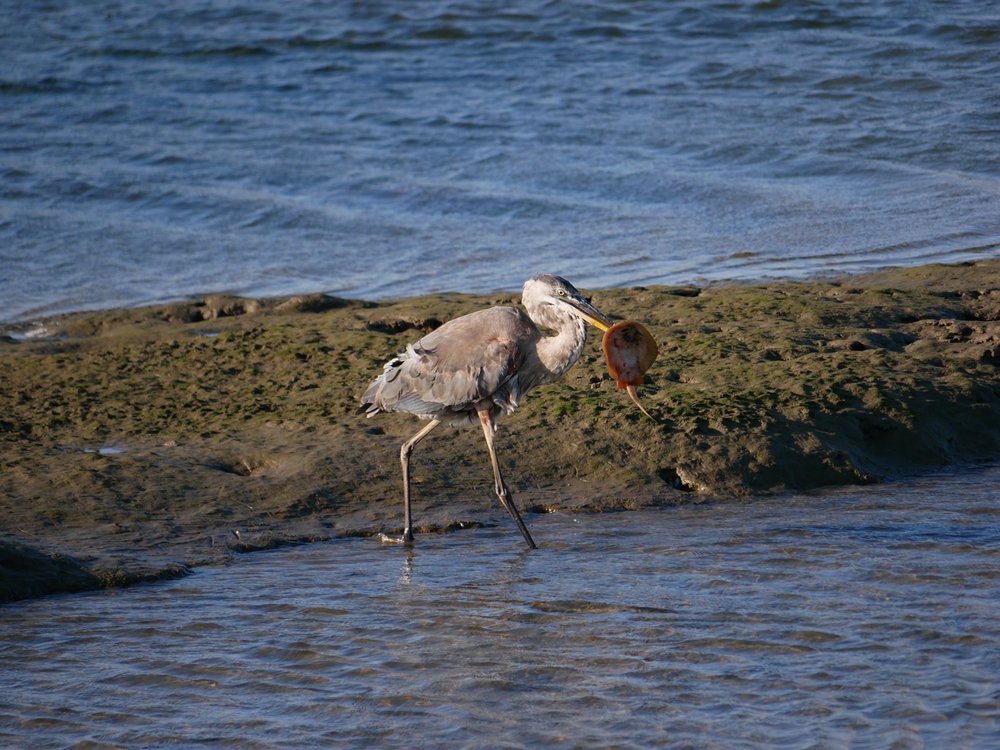 BOLSA CHICA ECOLOGICAL RESERVE - 1237 Photos & 214 Reviews - Parks ...