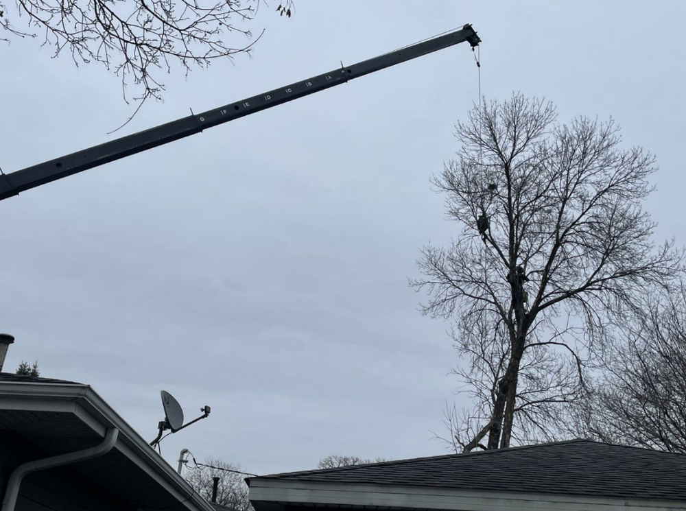 THE TREE REMOVAL PROS - Updated May 2025 - Request a Quote - 46 Photos ...