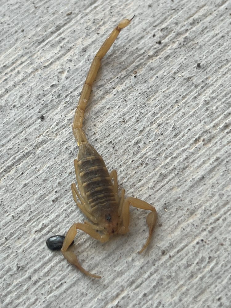 MARK HARMON PEST CONTROL - Updated June 2025 - Henderson, Nevada - Pest ...