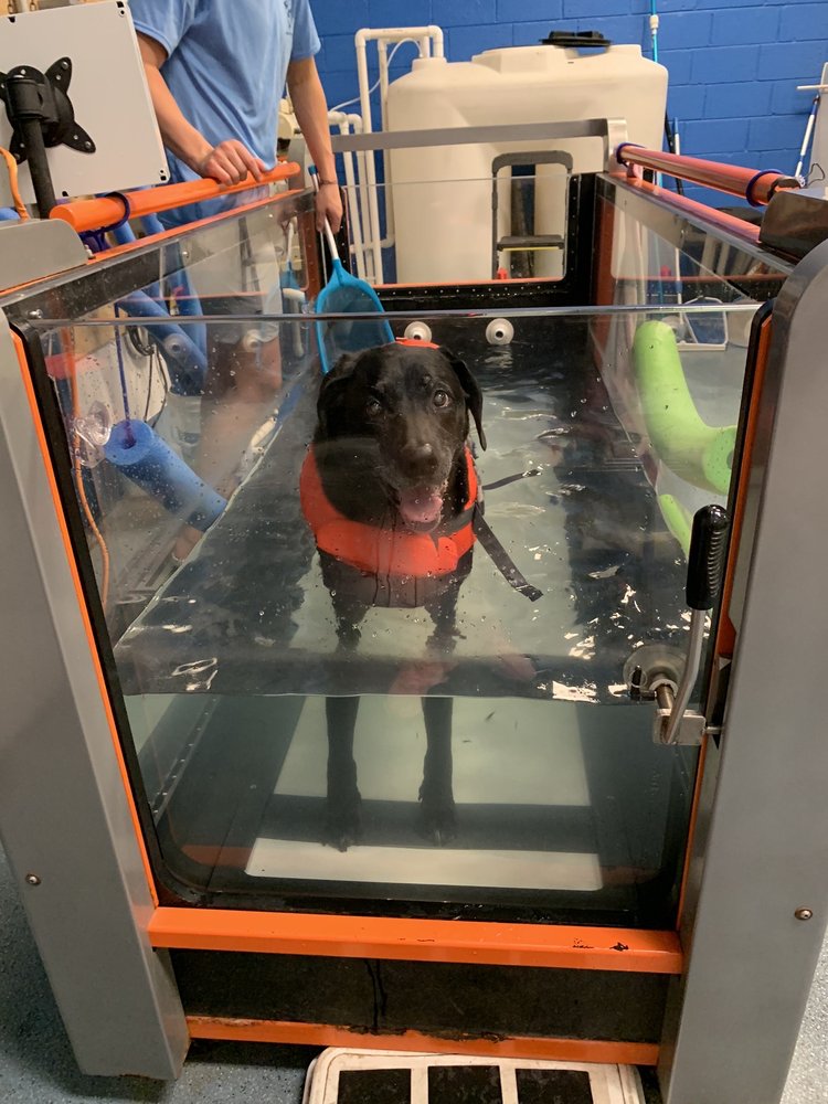 AQUATIC PAWS - Updated September 2025 - 34 Photos & 18 Reviews - 2830 B ...