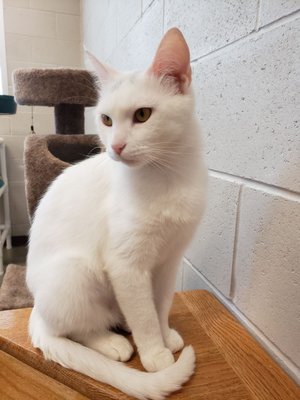 SPCA OF NORTHERN NEVADA - 72 Photos & 67 Reviews - 4950 Spectrum Blvd ...