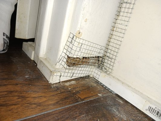 ASAP RODENT SOLUTIONS - Updated October 2025 - 154 Photos & 149 Reviews ...