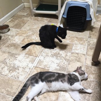 HUMANE SOCIETY OF DALLAS COUNTY - DOG & KITTY CITY - Updated January ...