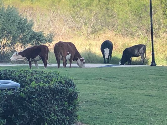 PARK AT BRIGGS RANCH - 5525 Mansions Blfs, San Antonio, TX - Yelp