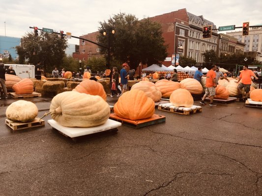 OPERATION PUMPKIN - PUMPKIN AND ART FESTIVAL - 21 Photos - 101 High St ...