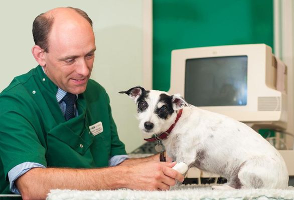 LYNWOOD VETERINARY - Updated July 2025 - 19 Station Road, Verwood ...