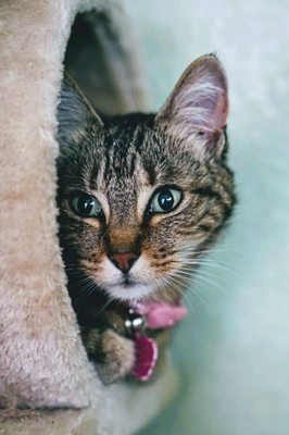 RADIOCAT - Veterinarians at 251 N Amphlett Blvd, San Mateo, California ...