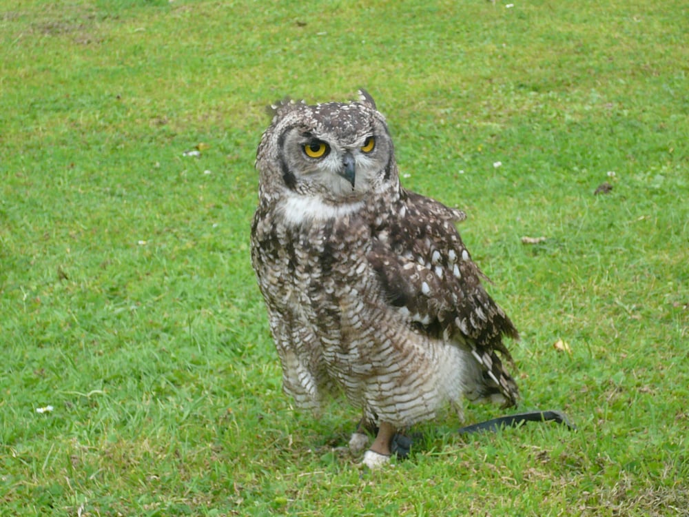 AVON VALLEY ADVENTURE & WILDLIFE PARK - Pixash Lane, Bristol, United ...