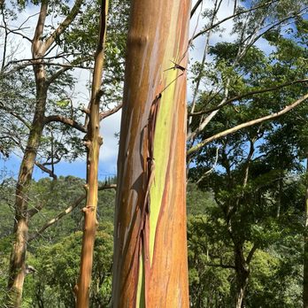 KEAHUA ARBORETUM - Updated January 2026 - 40 Photos & 16 Reviews ...