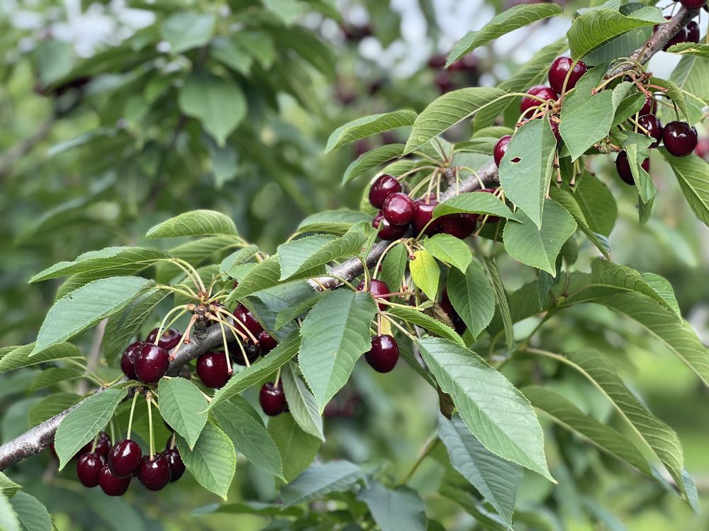 CHERRY AVENUE FARMS - Updated July 2025 - 71 Photos & 11 Reviews - 4303 ...