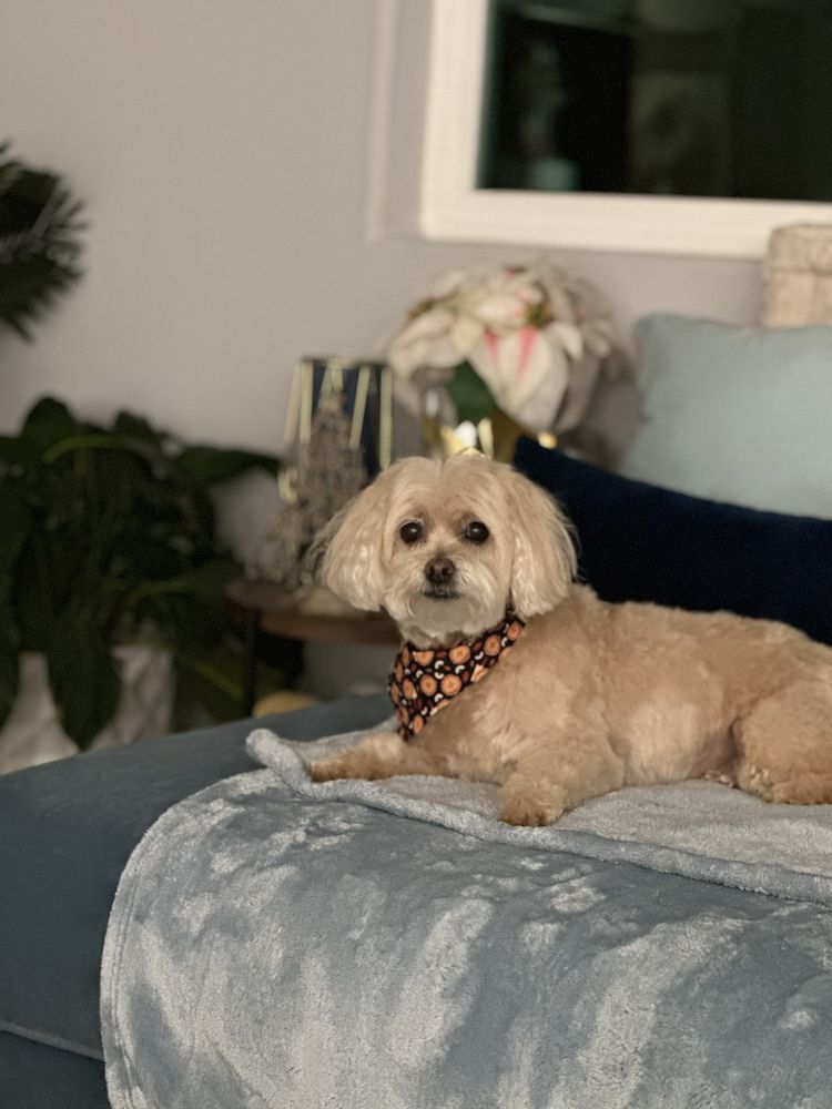 THE PRANCING POODLE - Updated January 2026 - 50 Photos & 100 Reviews ...