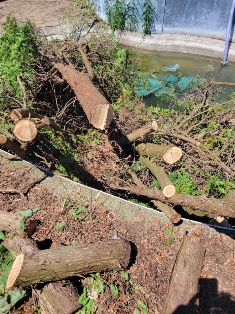 HOMEBOUND TREE SERVICE - Updated January 2025 - Hamilton, Ontario ...