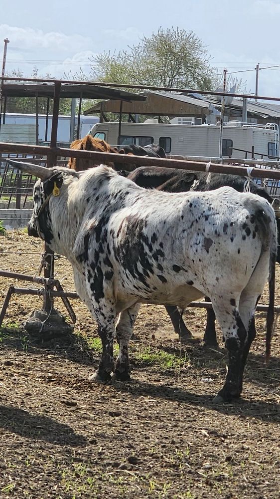 KAO’S CATTLE - Updated October 2025 - 13619 Ave 23 1/2, Chowchilla, California - Livestock Feed ...
