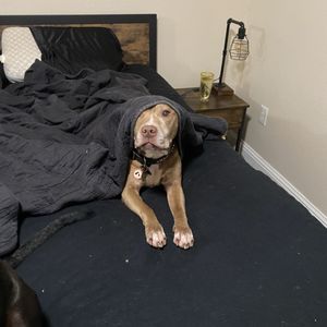 NEURO VET - Updated January 2026 - 30 Photos - 425 Gregory Ln, Pleasant ...