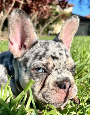 FURRY FOUR FRENCHIES - Updated August 2025 - Request Information - 37 ...