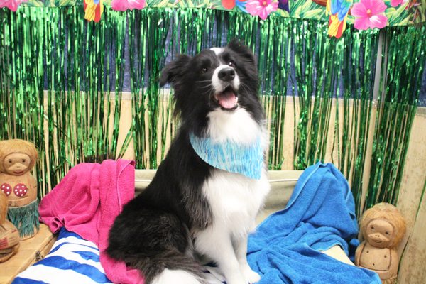 MORRIS ANIMAL INN - Updated December 2025 - 101 Photos & 108 Reviews ...