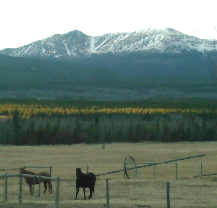 HORSE HAVEN RANCH - Updated September 2024 - 97 Photos - KM 1457 Alaska ...