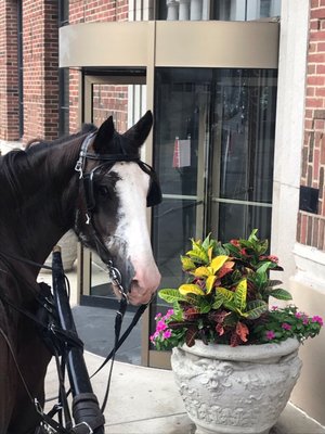 ST LOUIS CARRIAGE COMPANY - Updated July 2025 - 39 Photos & 50 Reviews ...