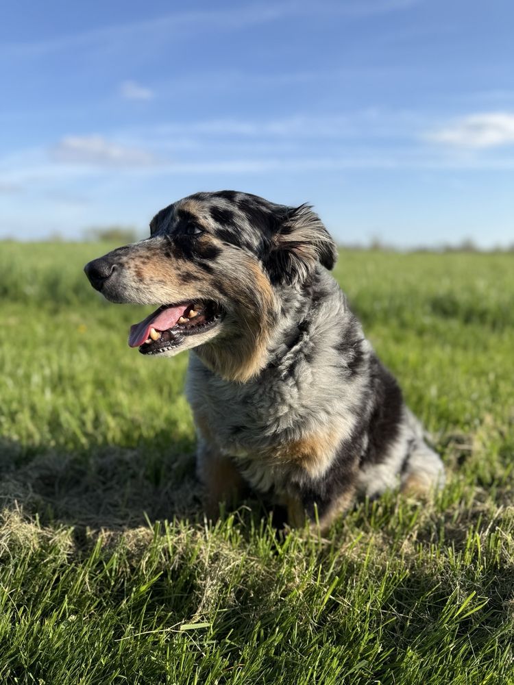 PENDLETON VETERINARY CLINIC - Updated November 2025 - 11 Photos & 10 ...