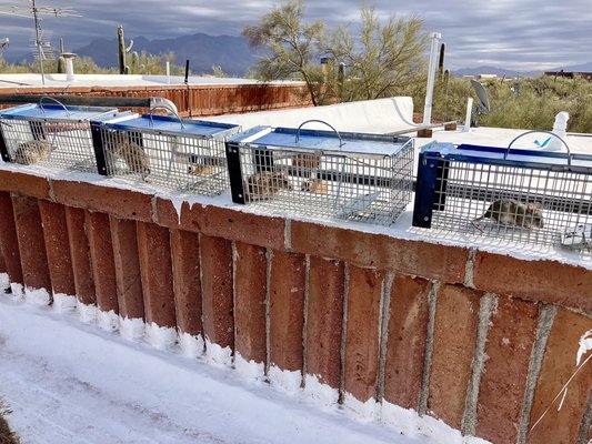 PACK RAT MASTERS - Updated August 2025 - 14 Photos & 13 Reviews ...