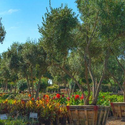 MOON VALLEY NURSERIES - Updated October 2025 - 112 Photos & 64 Reviews - 1900 I-35E, Carrollton ...