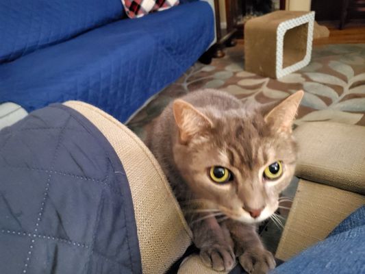 FRIENDSHIP ANIMAL PROTECTIVE LEAGUE - Updated January 2026 - 20 Reviews ...